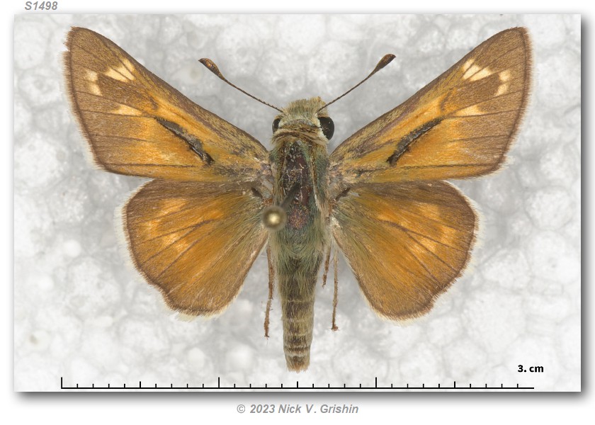 Hesperia u. uncas W. H. Edwards, 1863