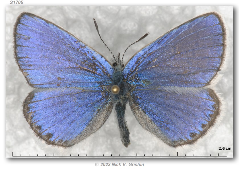 Plebejus idas alaskensis (F. Chermock, 1945); Comments: Alaska, W YK TL ...