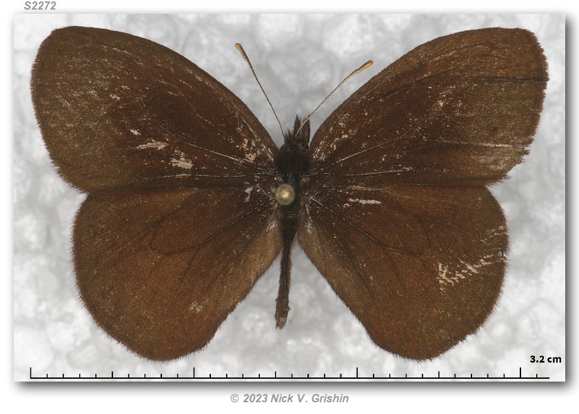 Manerebia cyclopella (pinned specimens)