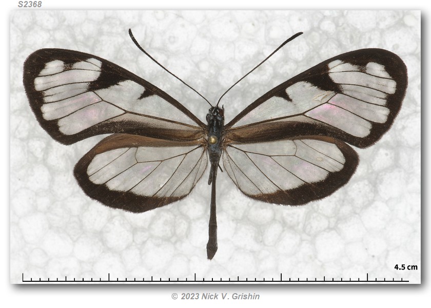Oleria deronda valida (pinned specimens)
