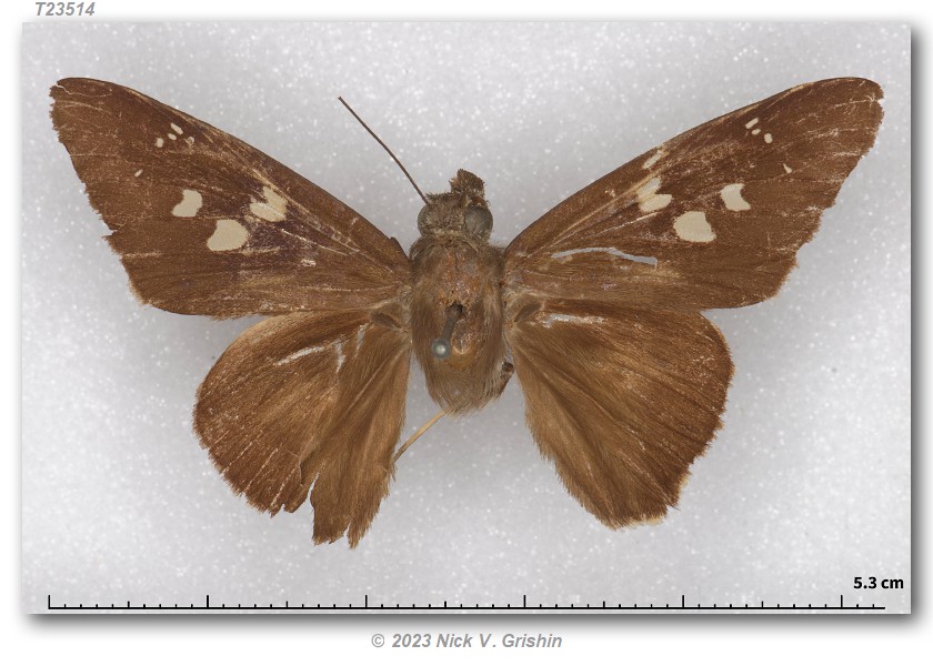 Unkana a. ambasa (type specimens)