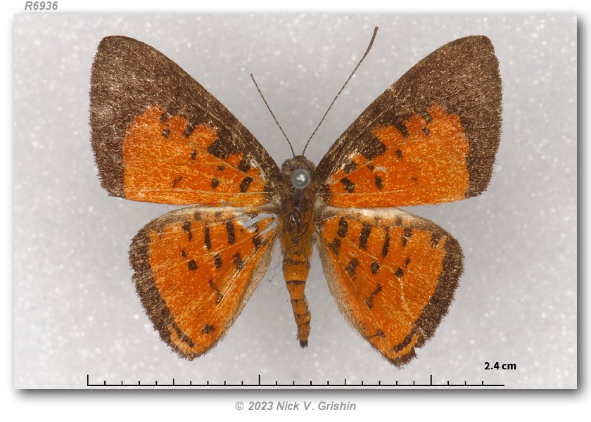 Tigria rubrica (type specimens)