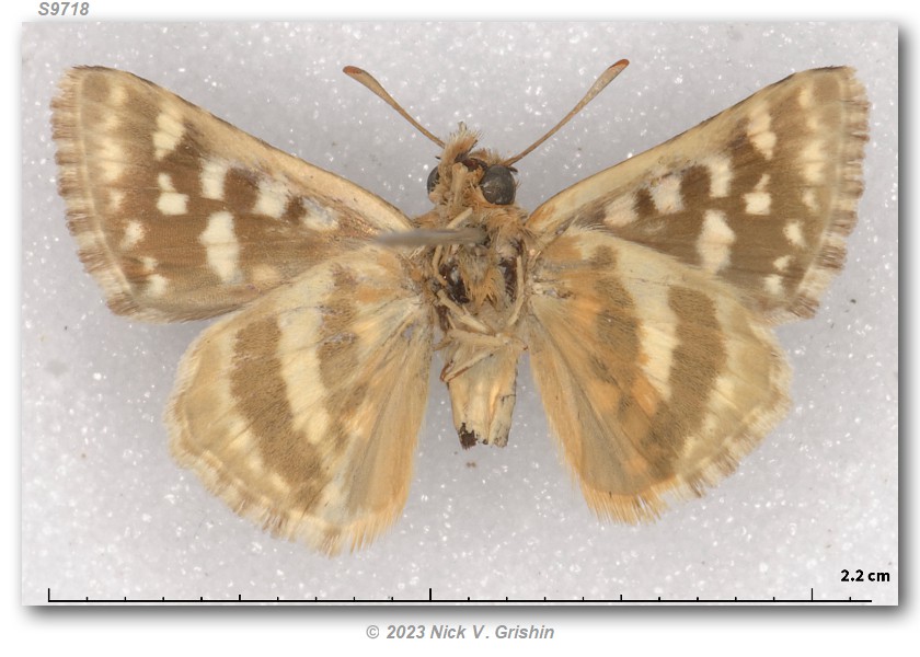 Spialia ferax (pinned specimens)