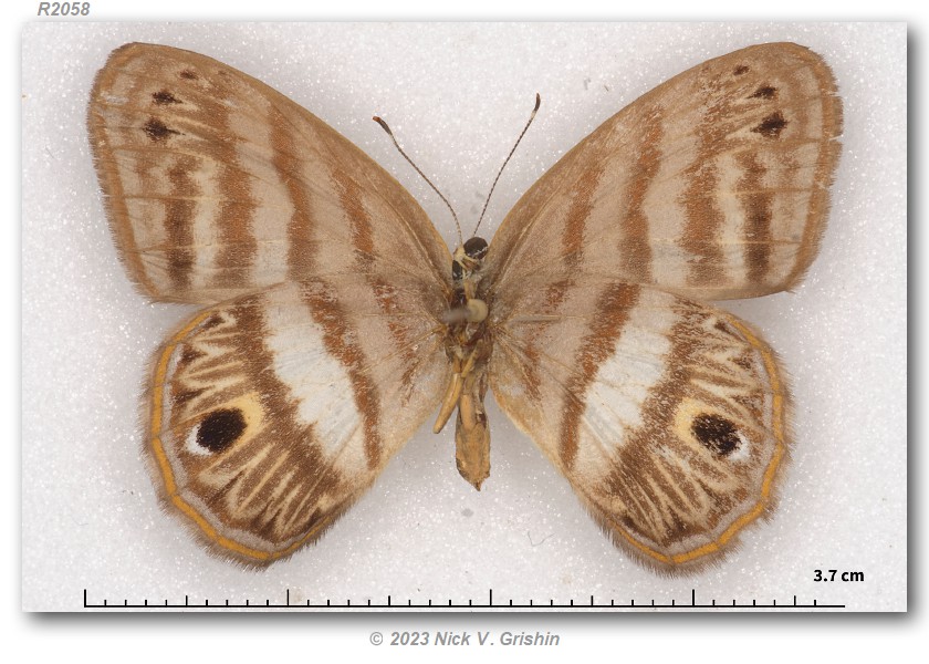 Euselasia eutychus (type specimens)