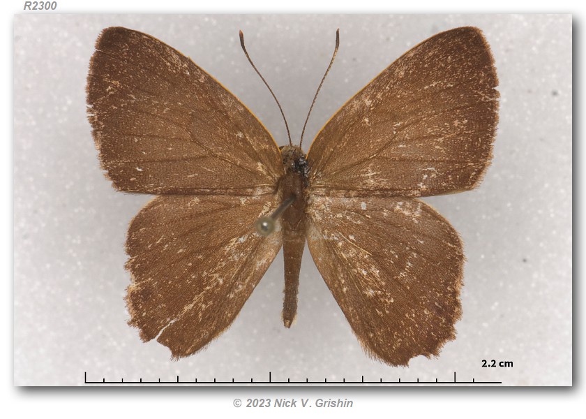 Marmessus murina (type specimens)