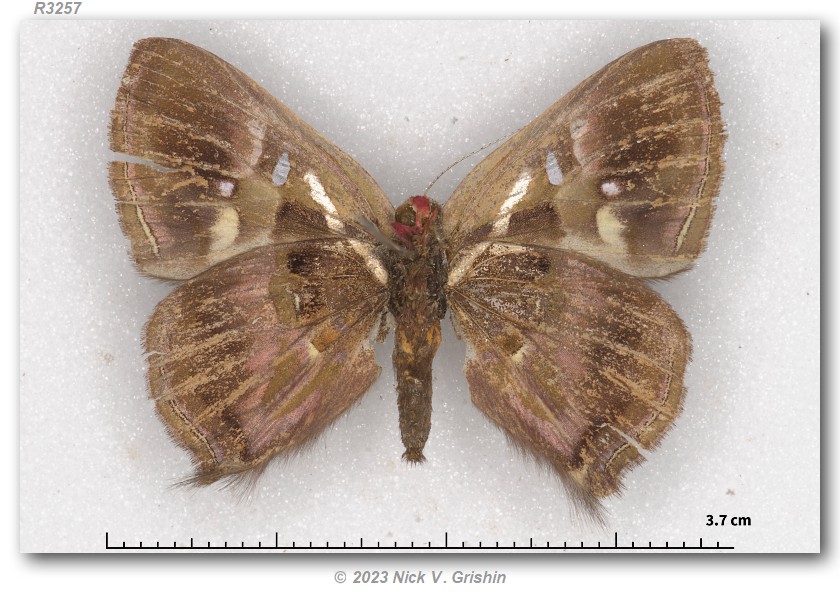 Ourocnemis renaldus notius (type specimens)