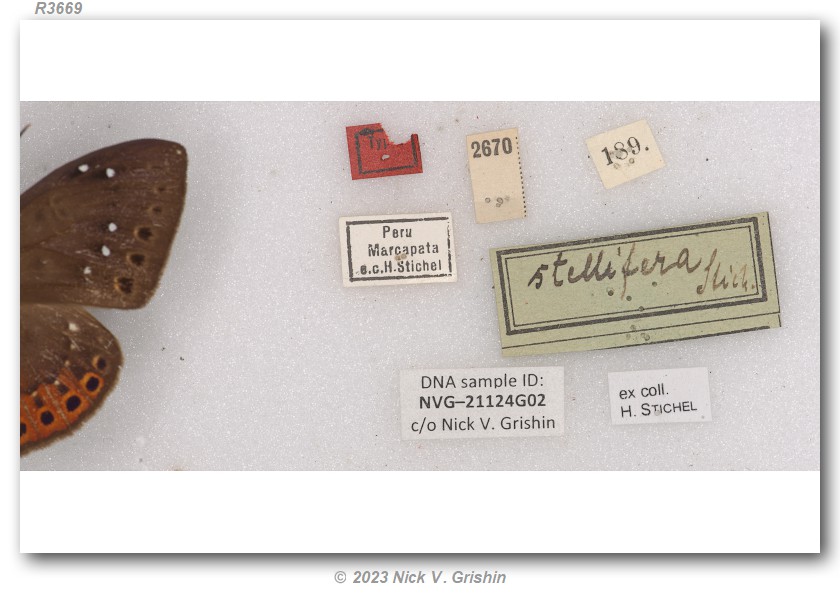Eurybia albiseriata stellifera (type specimens)