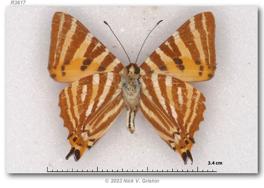 Dodona c. chrysapha (type specimens)