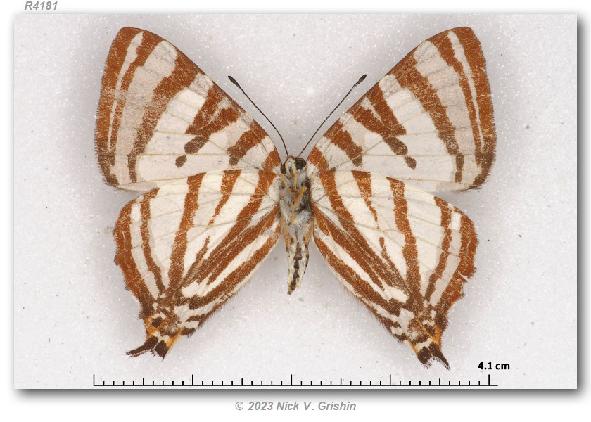 Dodona windu (pinned specimens)