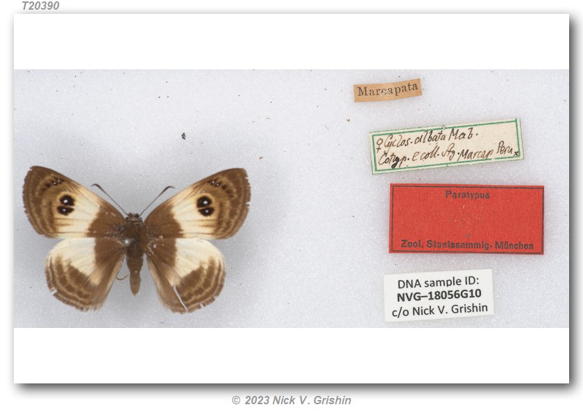Ocella albata (type specimens)