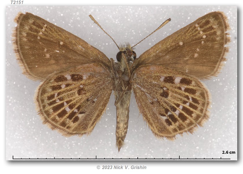 Aeromachus p. propinquus (type specimens)