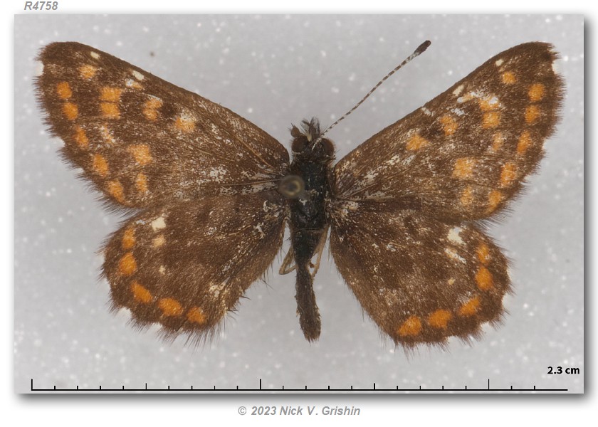 Polycaena minor (type specimens)