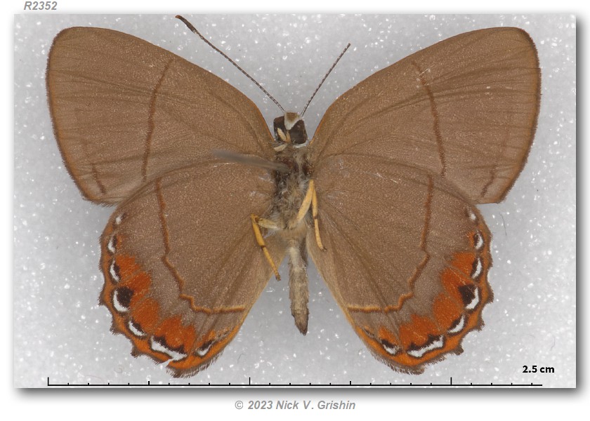 Pelolasia p. pellonia (type specimens)