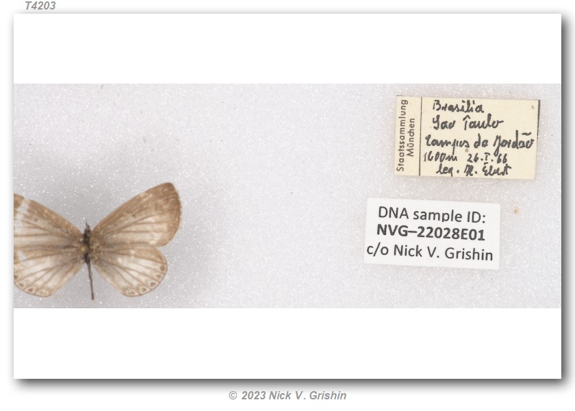 Elkalyce cogina (pinned specimens)