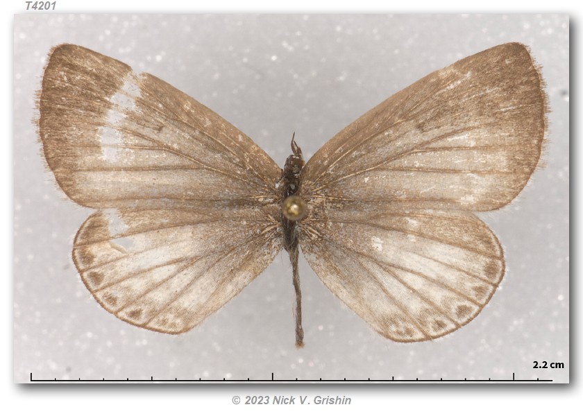 Elkalyce cogina (pinned specimens)