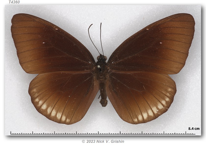 Euploea goudotii (pinned specimens)