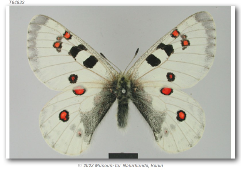 Parnassius actius actius (Eversmann, 1843); Comments: TL: Kazakhstan