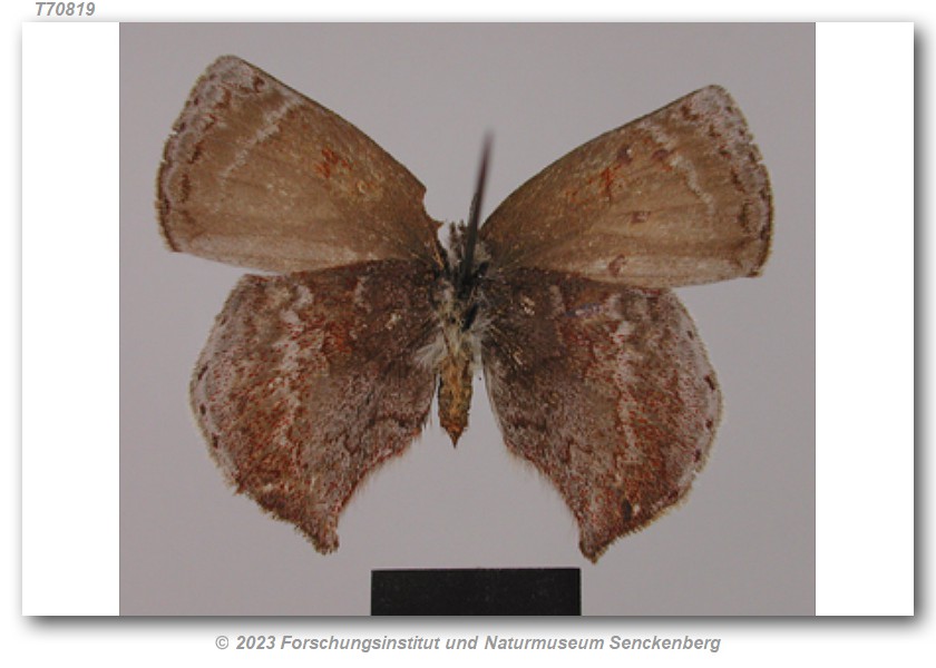Rhamma adunca (type specimens)