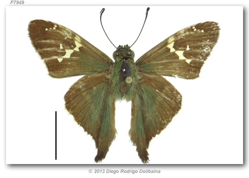Aguna similis (type specimens)