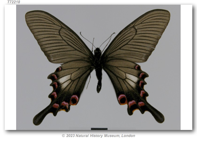 Papilio s. syfanius (type specimens)