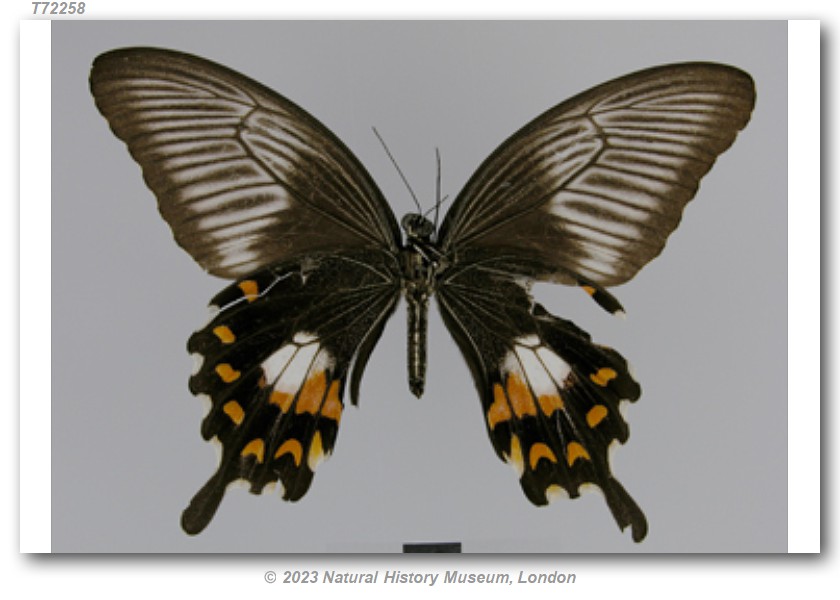 Papilio alphenor perversus (type specimens)