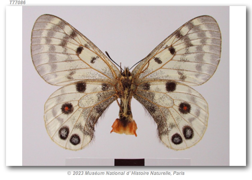 Parnassius i. imperator (type specimens)