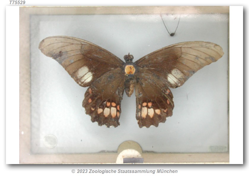 Heraclides a. anchisiades (type specimens)