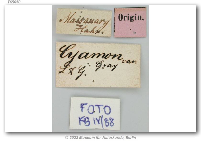 Eurytides ariarathes arianus (type specimens)