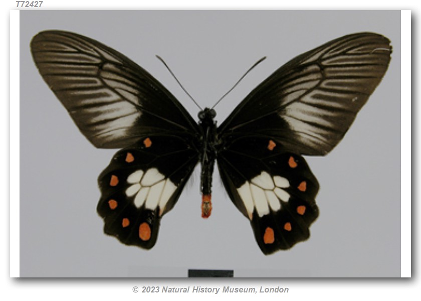 Pachliopta polydorus asinius (type specimens)