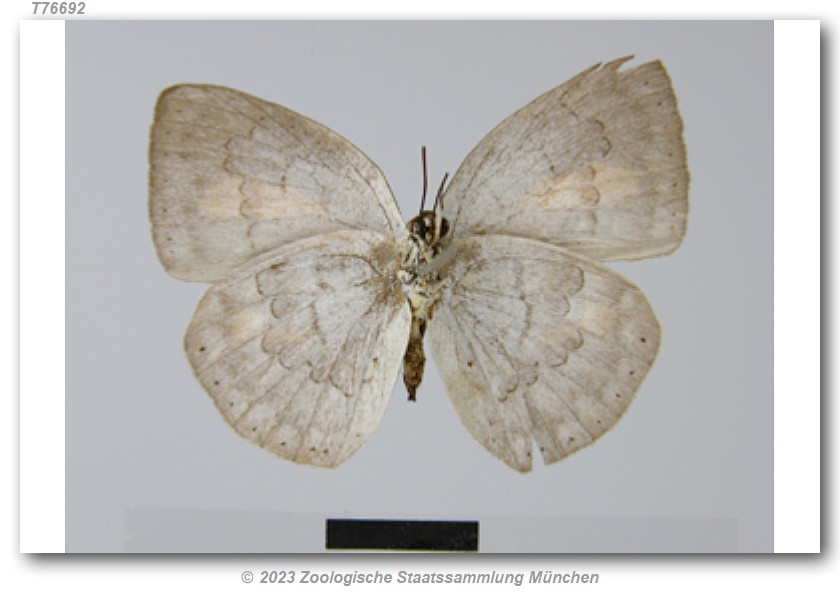 Curetis t. tagalica (type specimens)