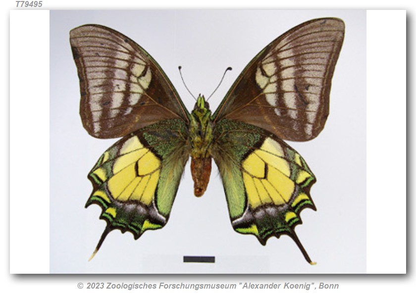 Teinopalpus a. aureus (type specimens)