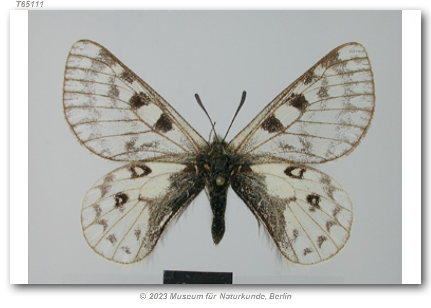 Parnassius simo avinoffi (type specimens)
