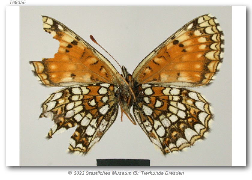Melitaea diamina (type specimens)