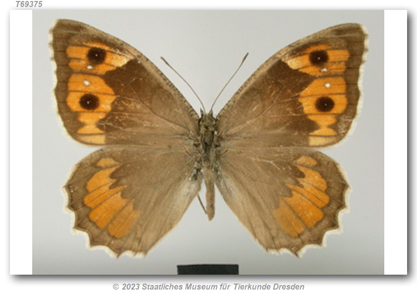 Pseudochazara baldiva baltistana (type specimens)