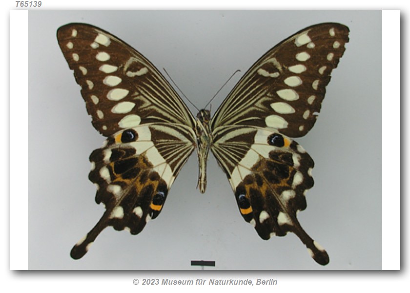 Papilio l. lormieri (type specimens)