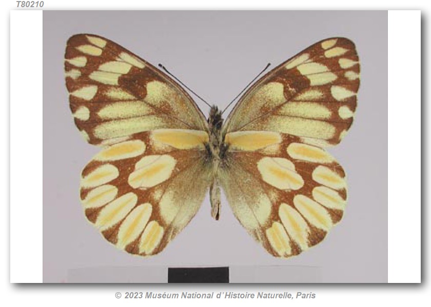 Delias b. battana (type specimens)