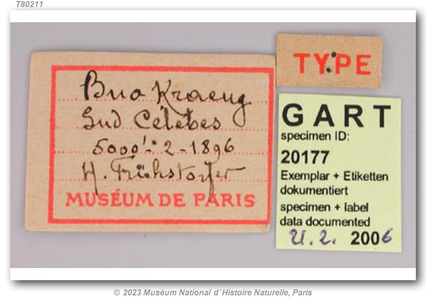 Delias b. battana (type specimens)