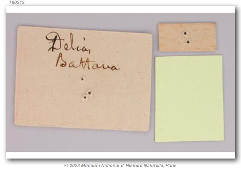 Delias b. battana (type specimens)