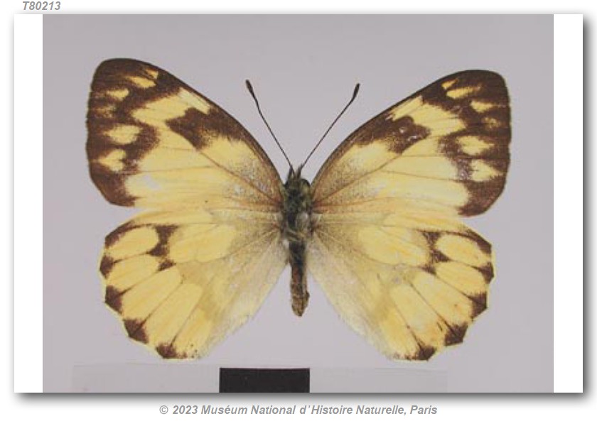 Delias b. battana (type specimens)