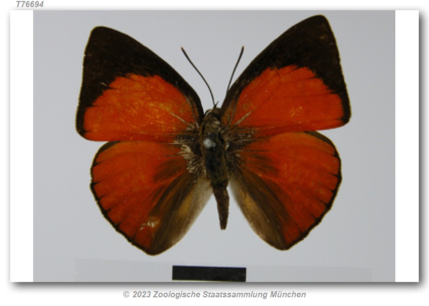 Curetis nesophila (type specimens)