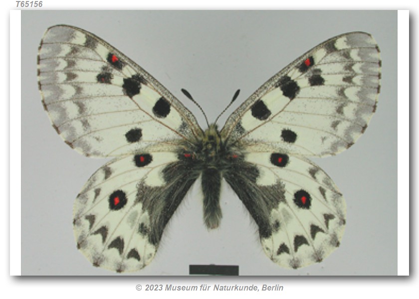 Parnassius epaphus beresowskyi (type specimens)