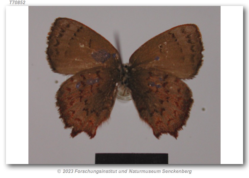 Rhamma bilix (type specimens)