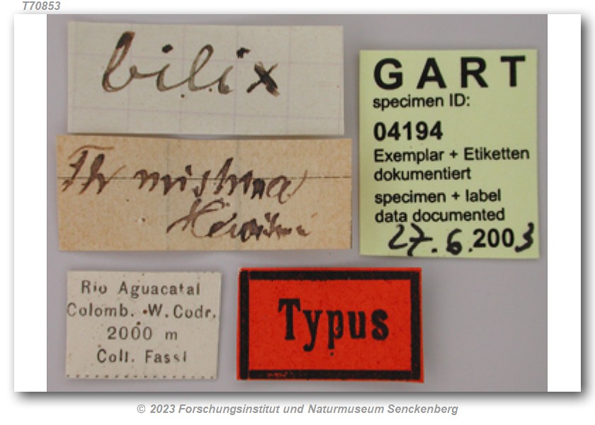 Rhamma bilix (type specimens)