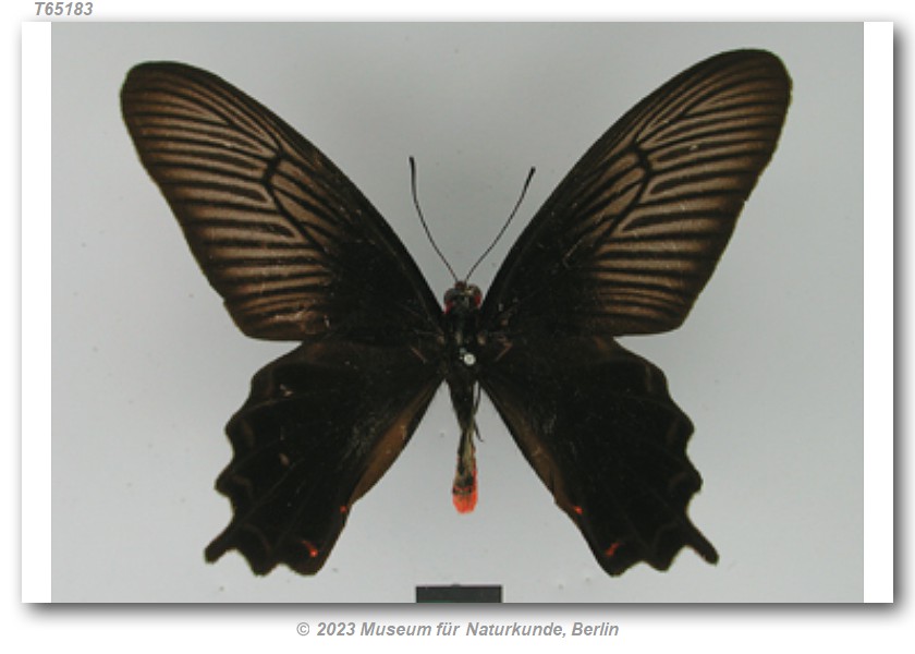 Pachliopta antiphus yoshikoae (type specimens)