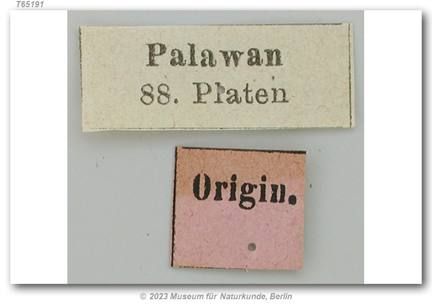 Pachliopta antiphus yoshikoae (type specimens)