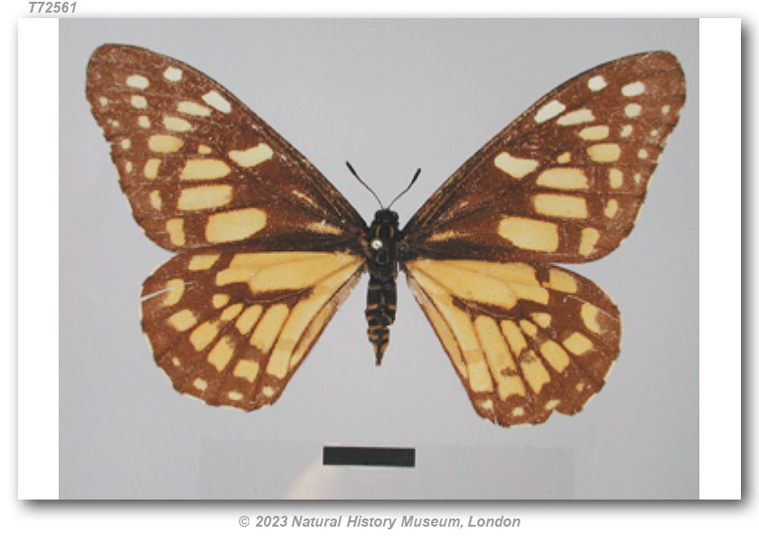Baronia b. brevicornis (type specimens, page 1)