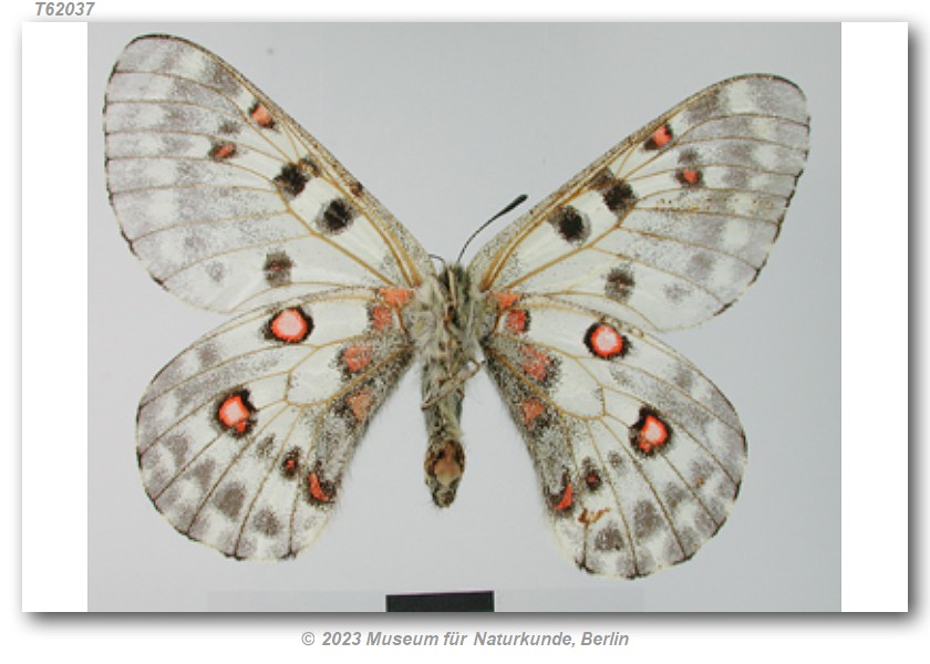 Parnassius actius actius (Eversmann, 1843); Comments: TL: Kazakhstan