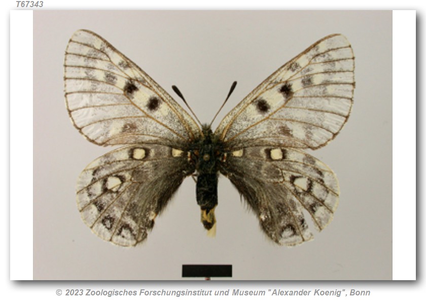 Parnassius acco bubo (Bryk, 1938)