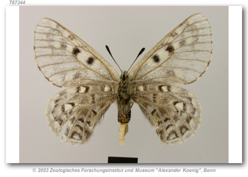 Parnassius acco bubo (type specimens)