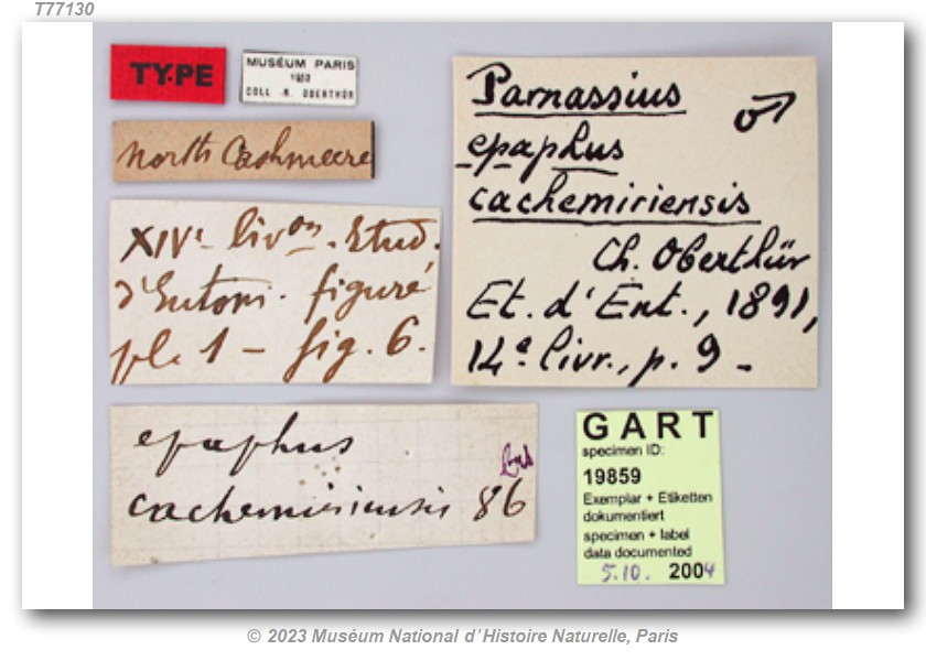 Parnassius epaphus cachemiriensis (type specimens)